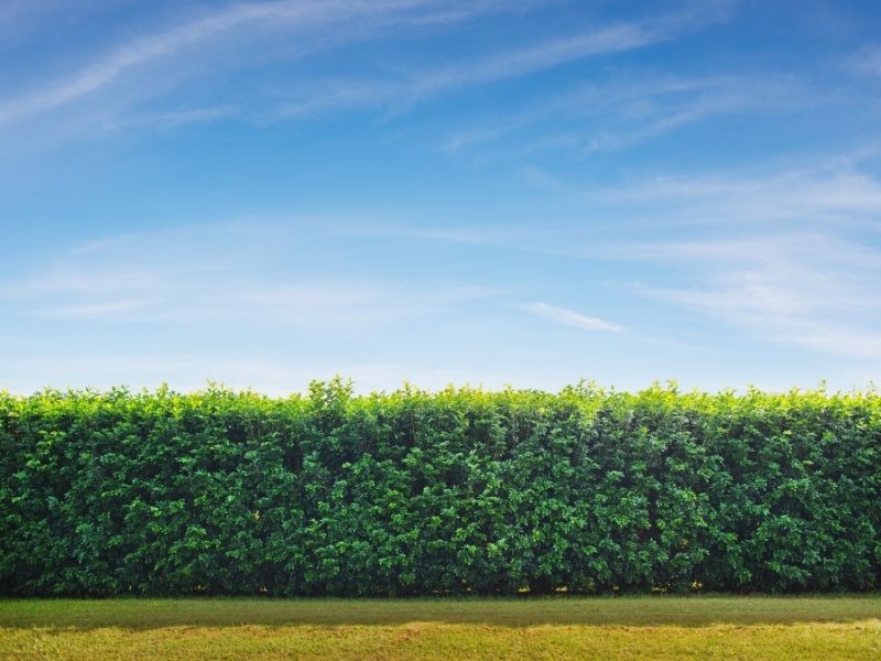 Quel brise-vue choisir pour profiter de votre jardin ? - Coden Trade